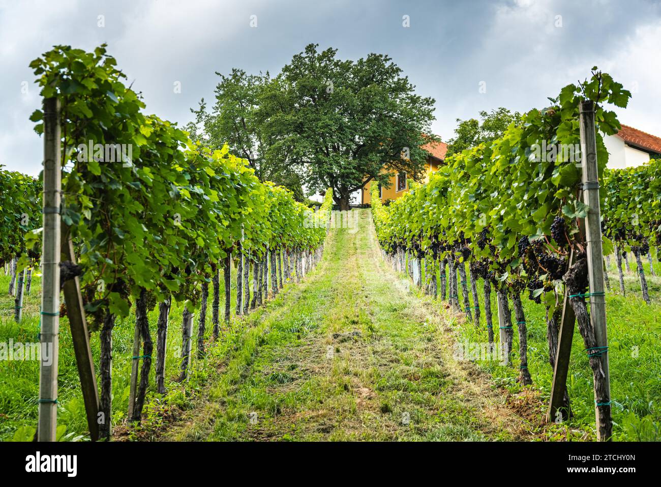 Close up of grape rows at vineyard in south Styria. Tourist spot, wine ...