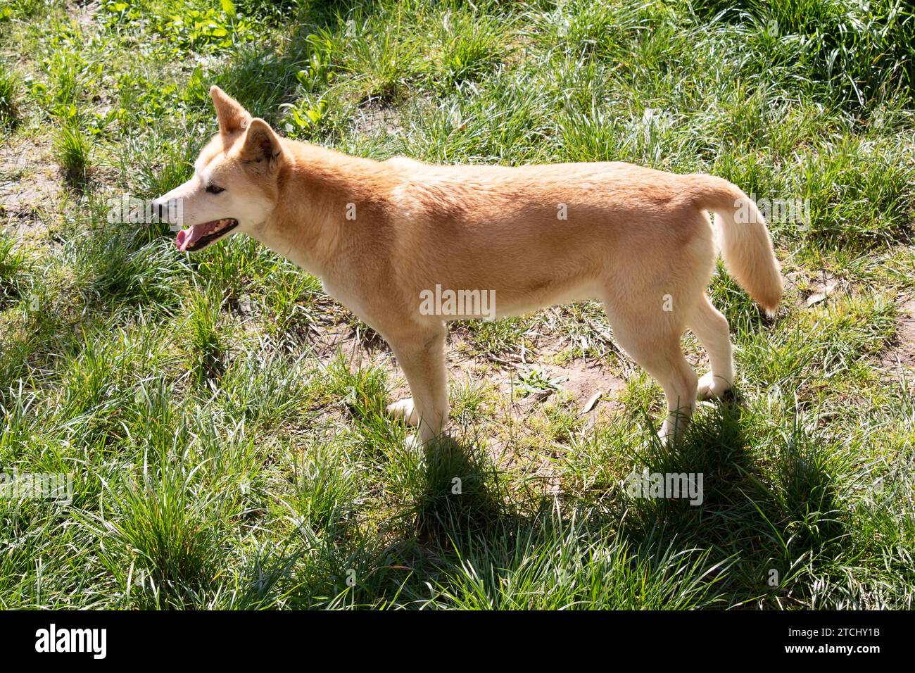 Dingos are a dog-like wolf. They have a long muzzle, erect ears and ...