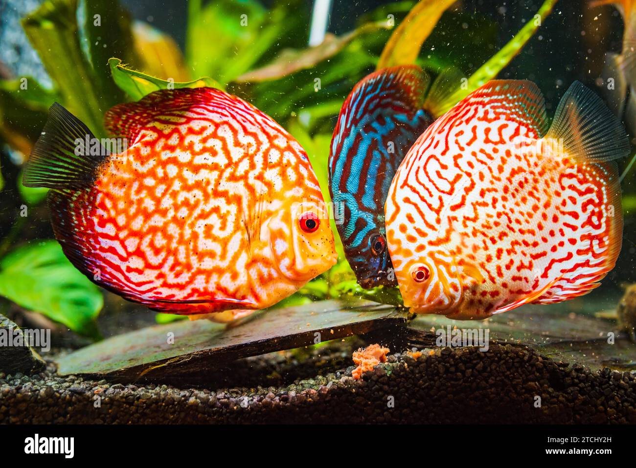 Colorful fish from the spieces discus (Symphysodon) in aquarium feeding ...