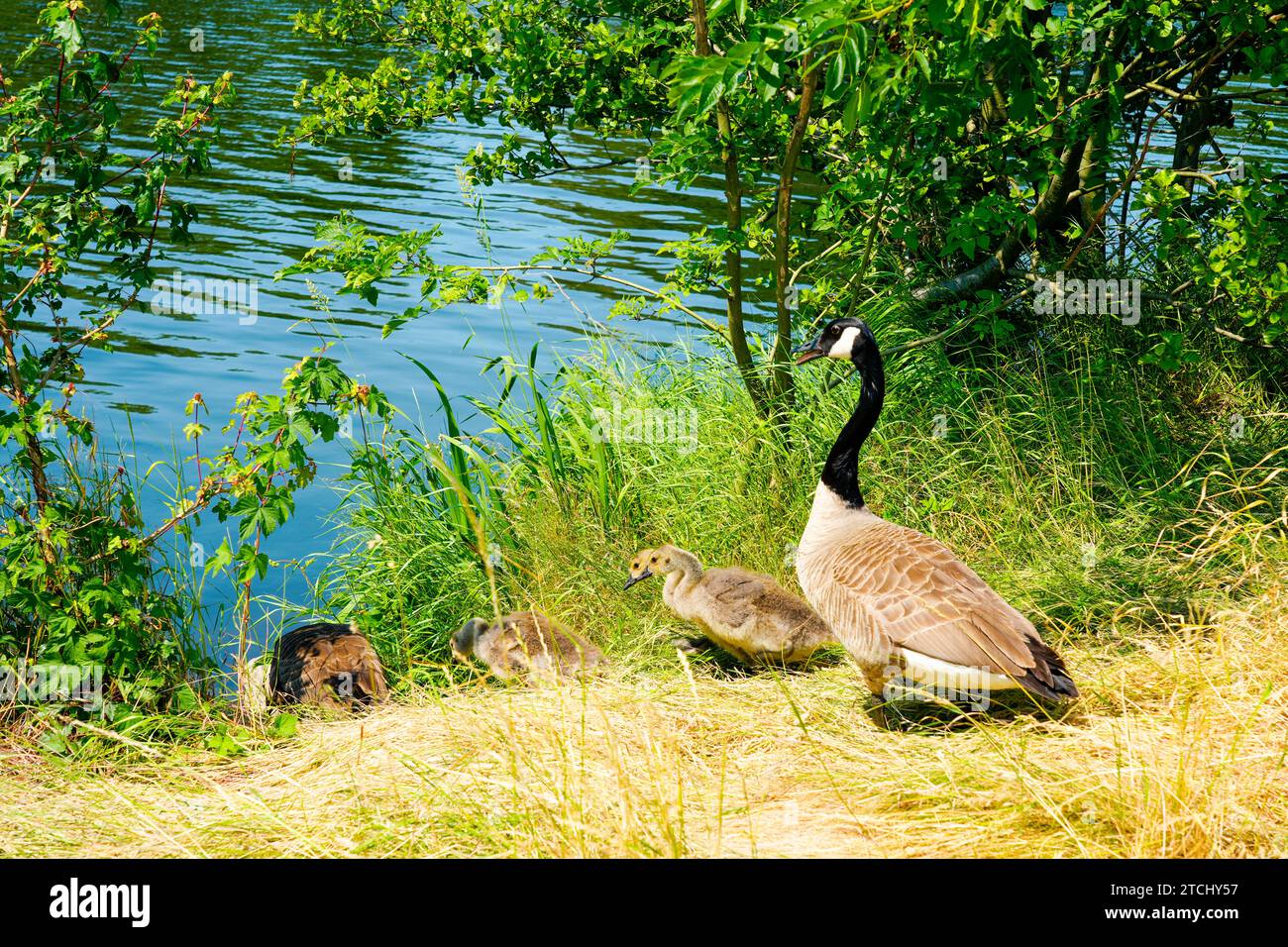 Canada goose with chicks in the tall grass. Water bird in natural ...