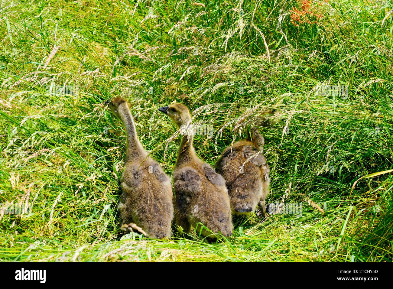 Tall goose hi-res stock photography and images - Alamy