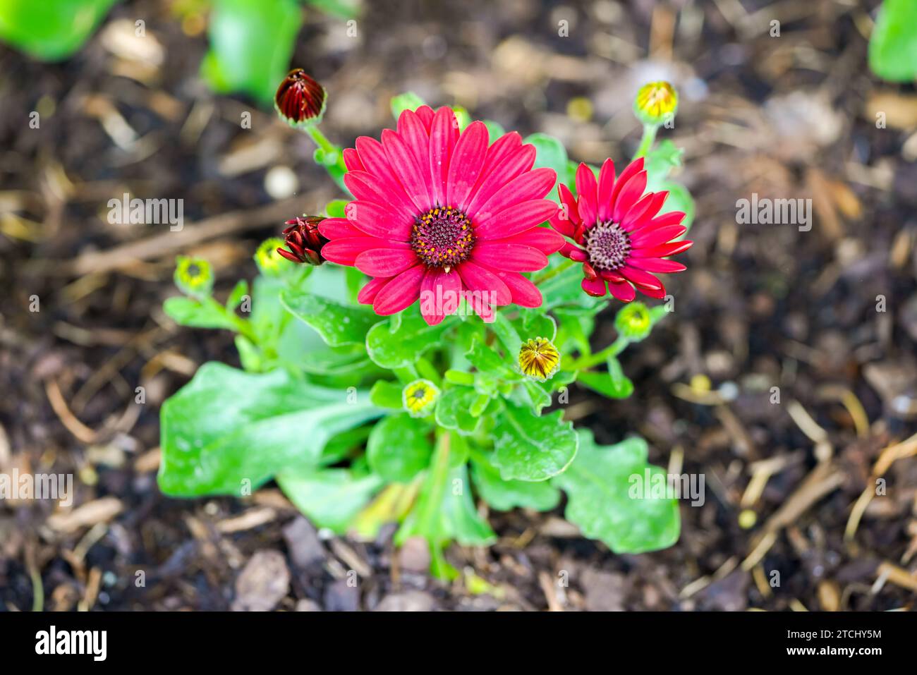 Osteospermum red hi-res stock photography and images - Alamy