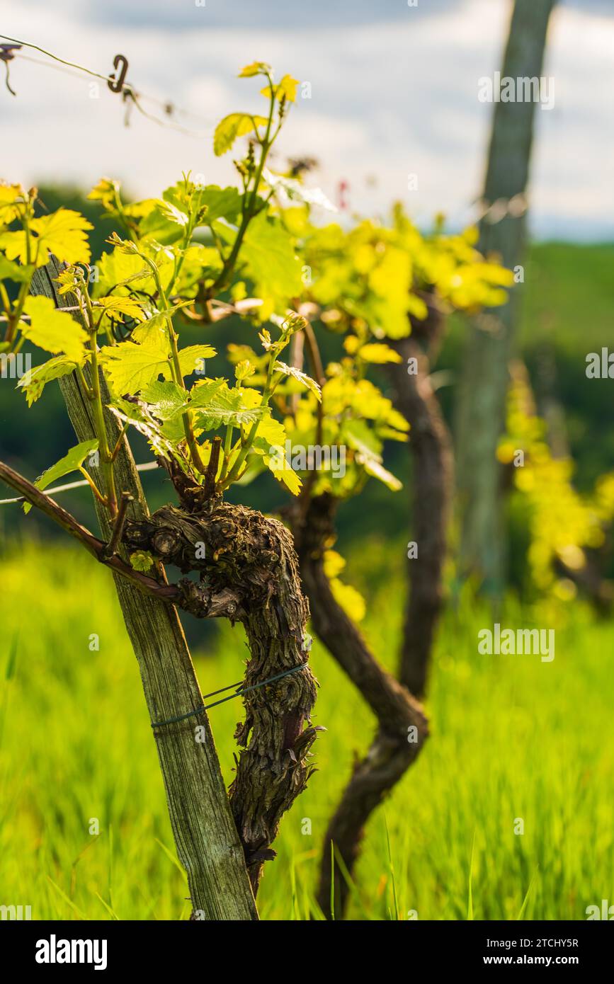 Crops of grape plants cultivated for wine. Spring time in Austrian ...