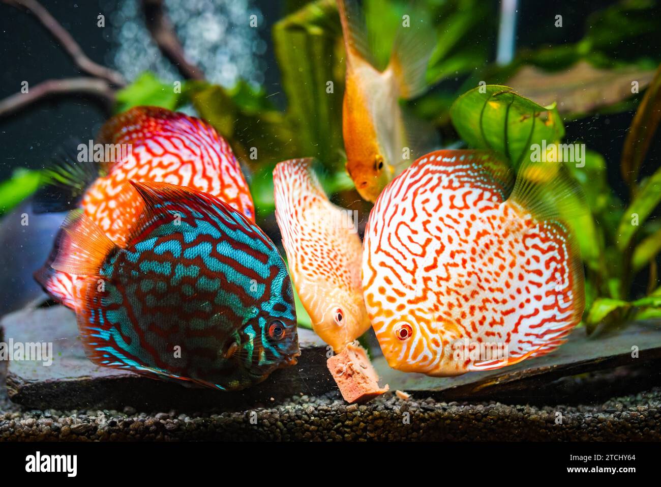 Colorful fish from the spieces discus (Symphysodon) and angelfish in ...