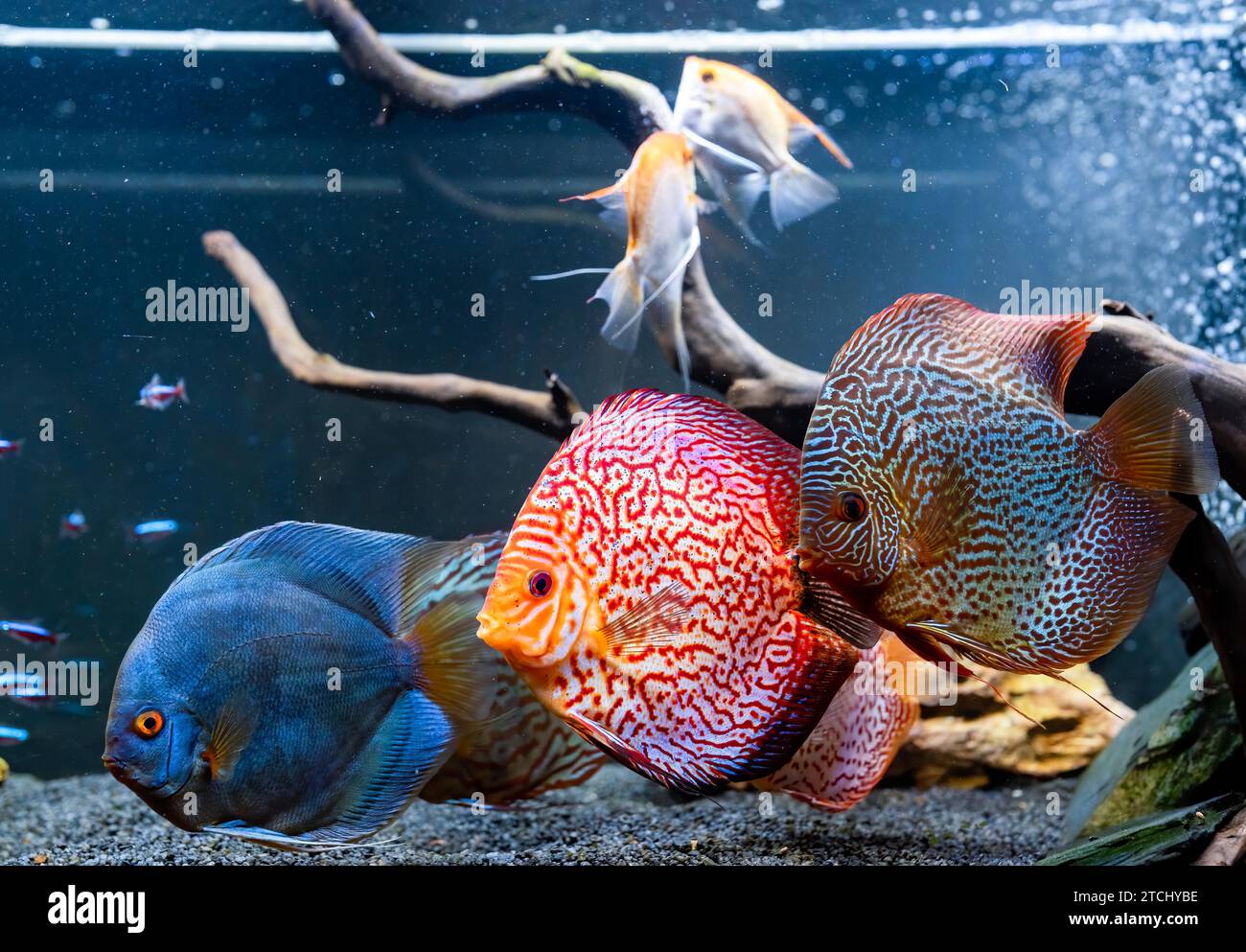 Colorful fish from the spieces discus (Symphysodon) in aquarium ...