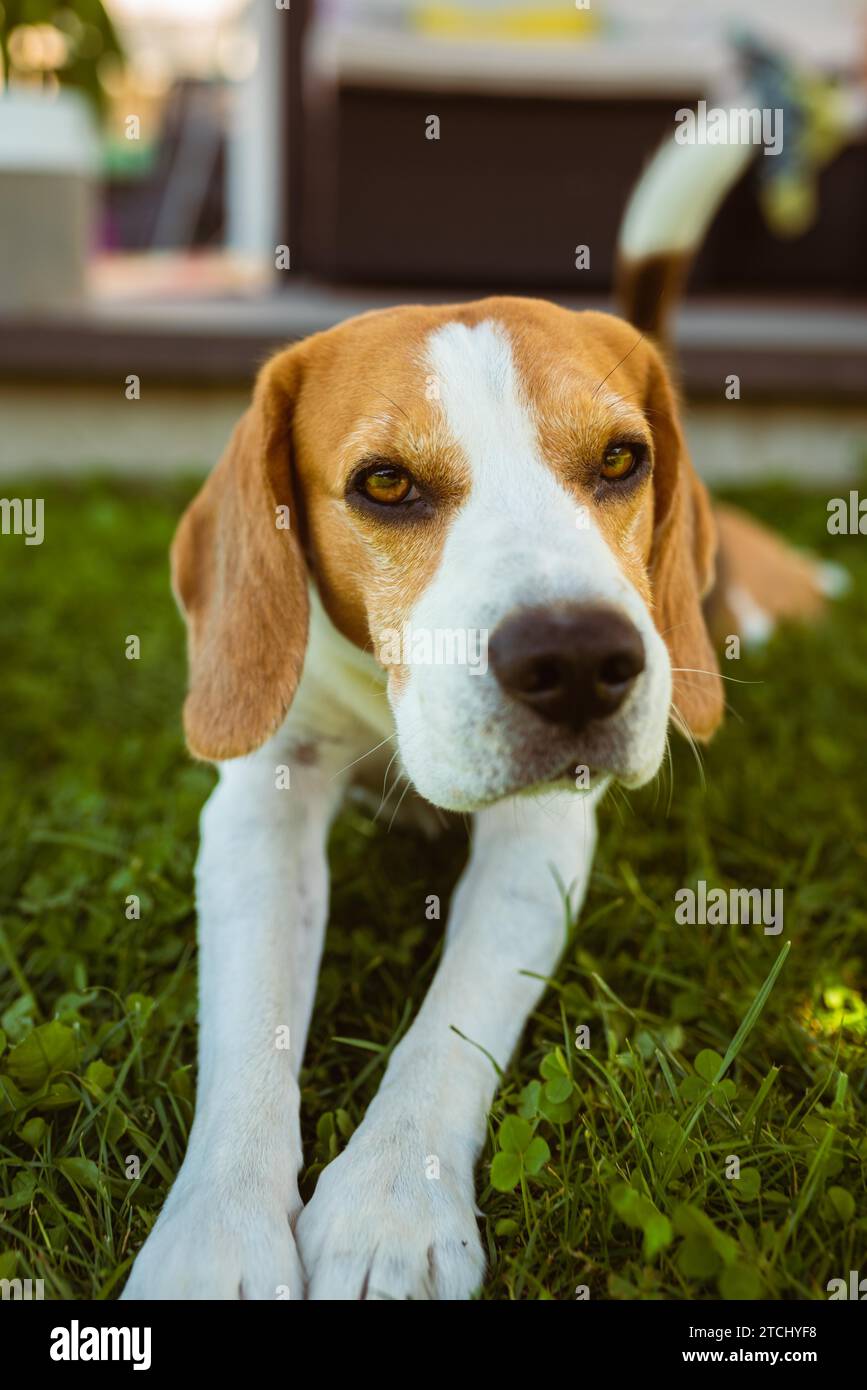 Purebred beagle dog lying and stretch his legs on grass in backyard ...