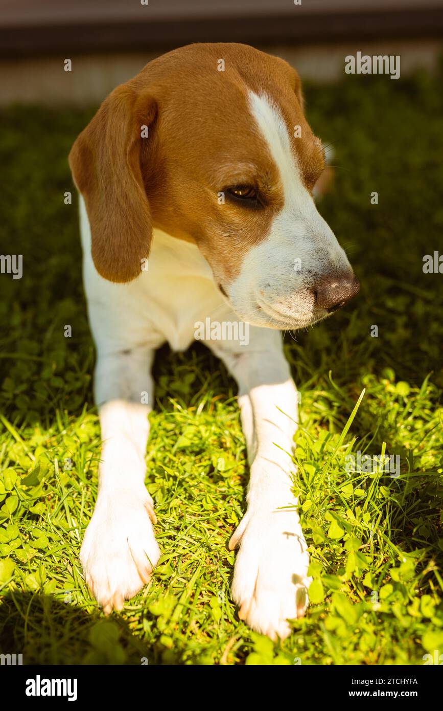 Beagle dog lying down in shade on grass hiding from summer sun, Summer ...