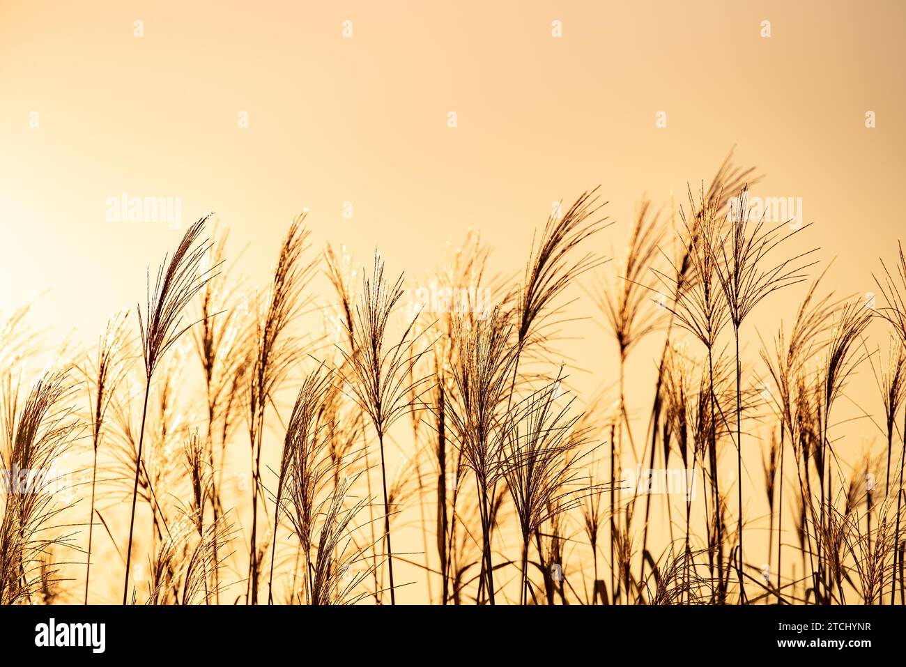 Grass blowing in wind sunset hi-res stock photography and images - Alamy