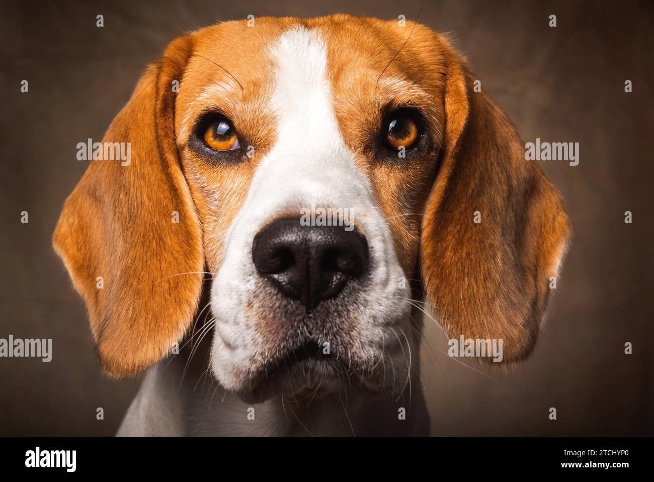 Beautiful beagle dog headshoot isolated on dark brown background. Male ...