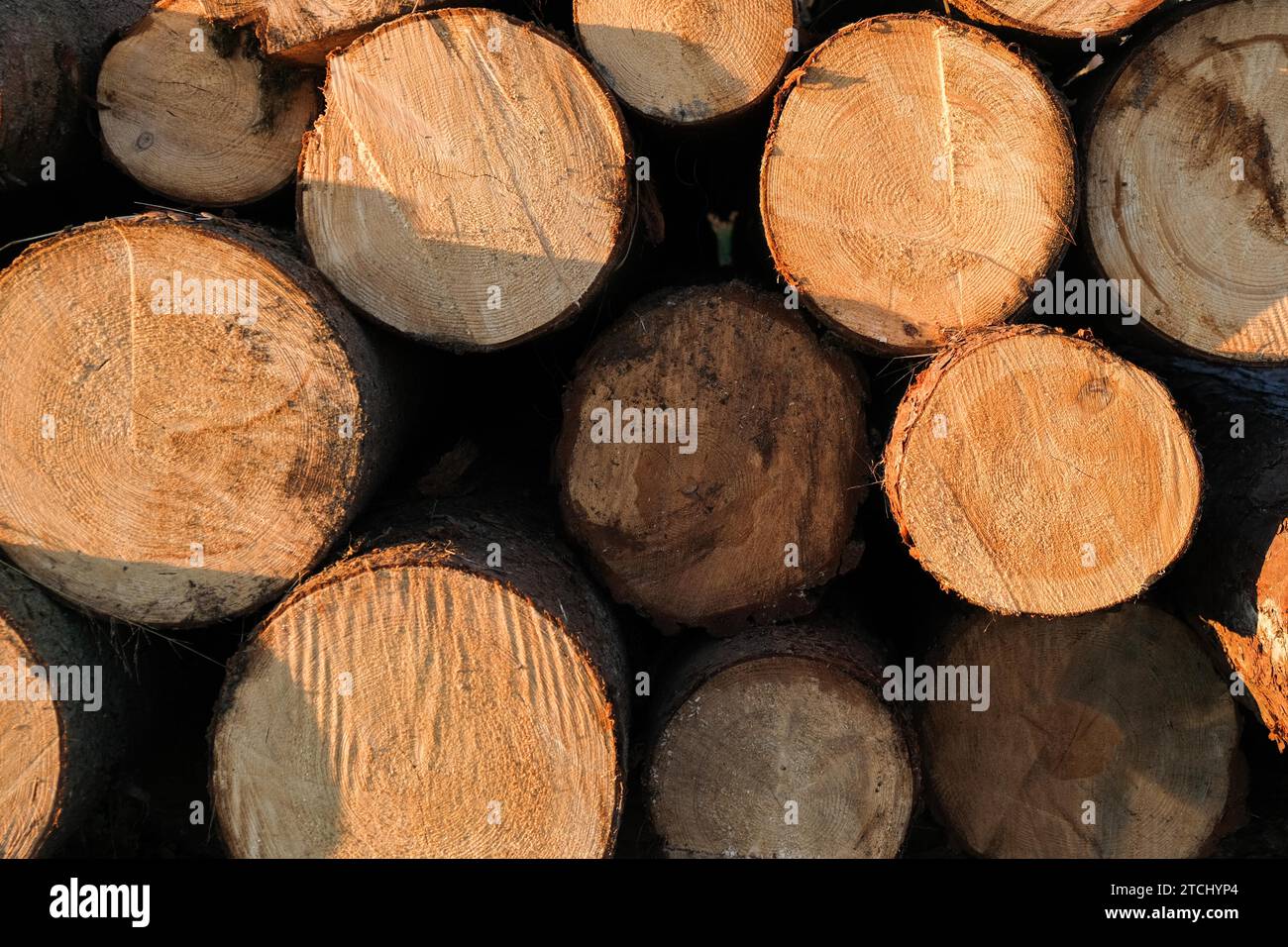Piled cut tree trunks, close-up background Stock Photo - Alamy