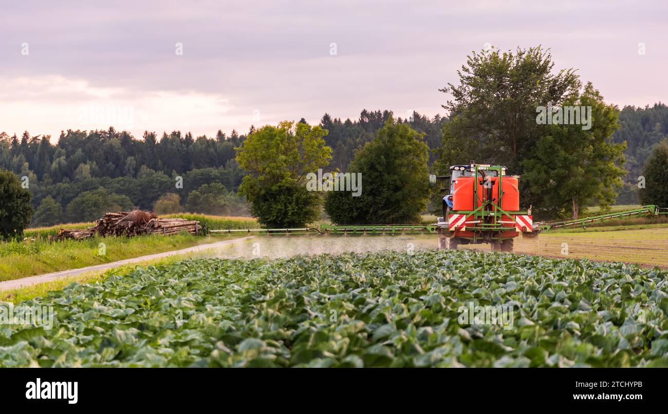 Tractor spraying pesticides on cabbage field. agriculture concept Stock ...