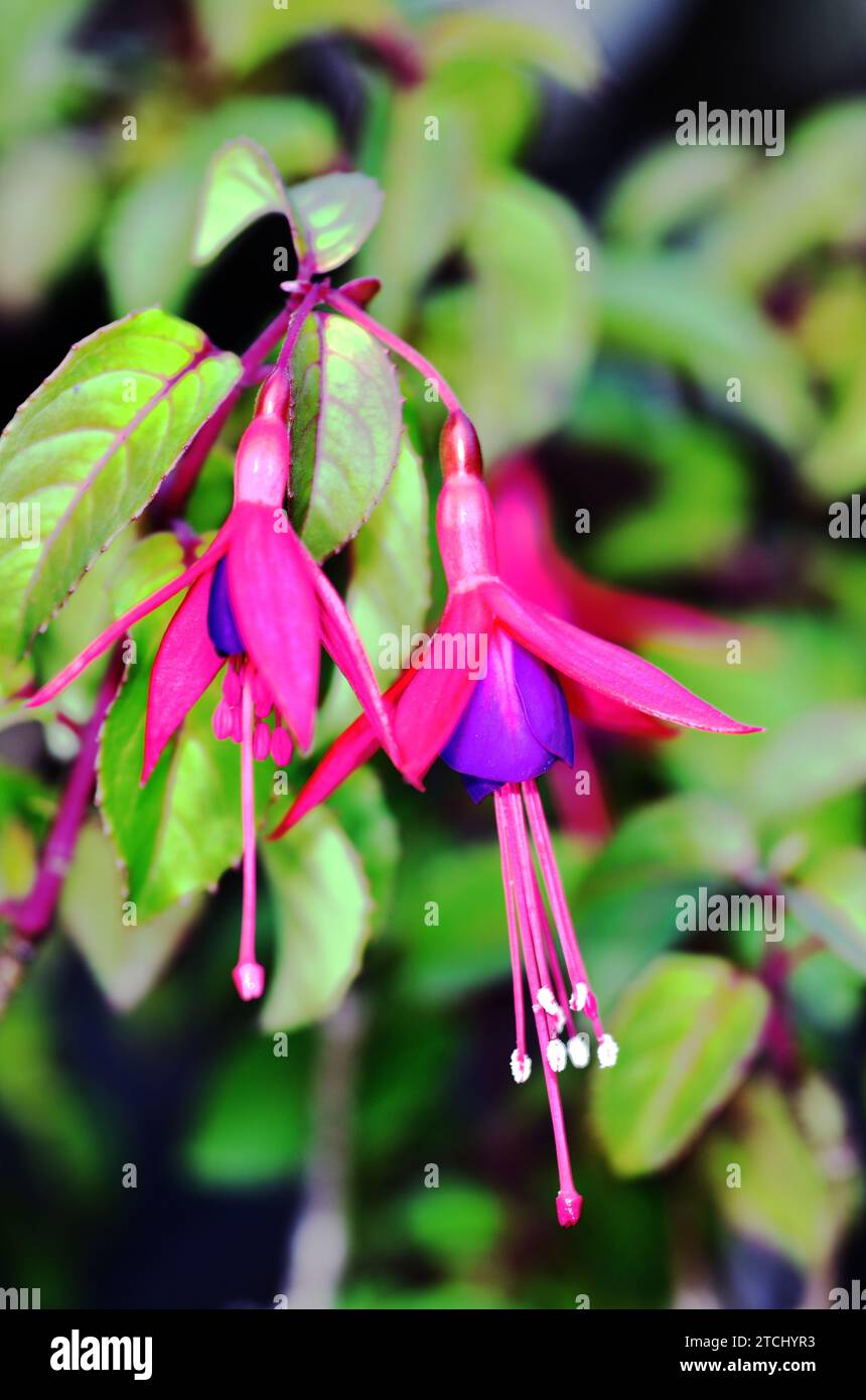 Teardrop flowers hi-res stock photography and images - Alamy