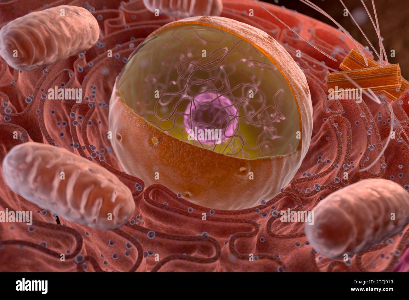 Nucleus of eukaryotic cell. 3d illustration Stock Photo - Alamy