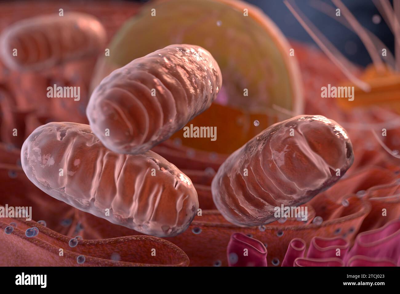 Mitochondria in a cell. 3d illustration Stock Photo - Alamy
