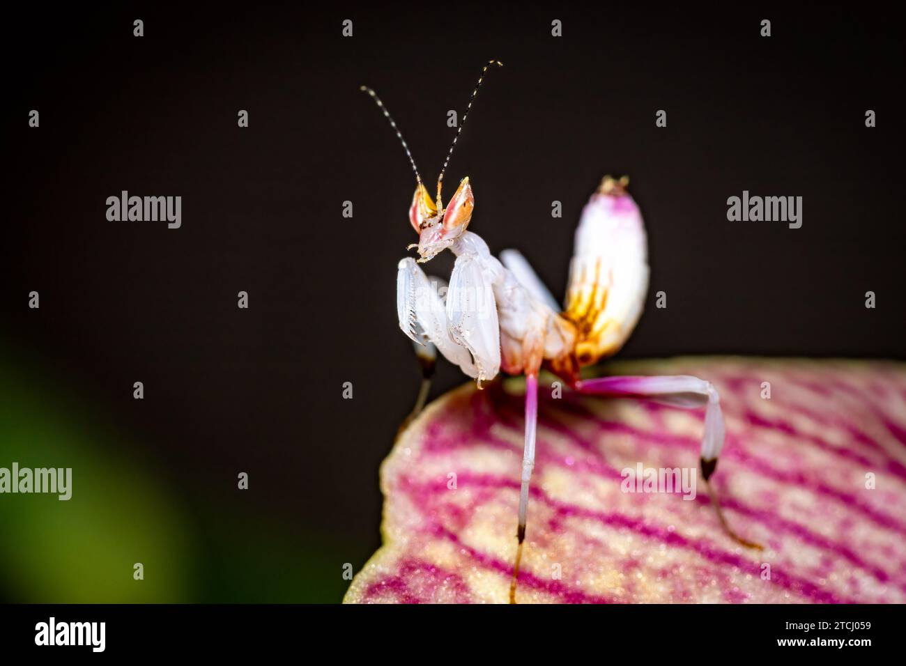 Orchid mantis insect insects hi-res stock photography and images - Alamy