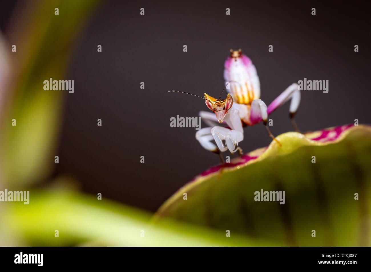 Mantises insects hi-res stock photography and images - Alamy