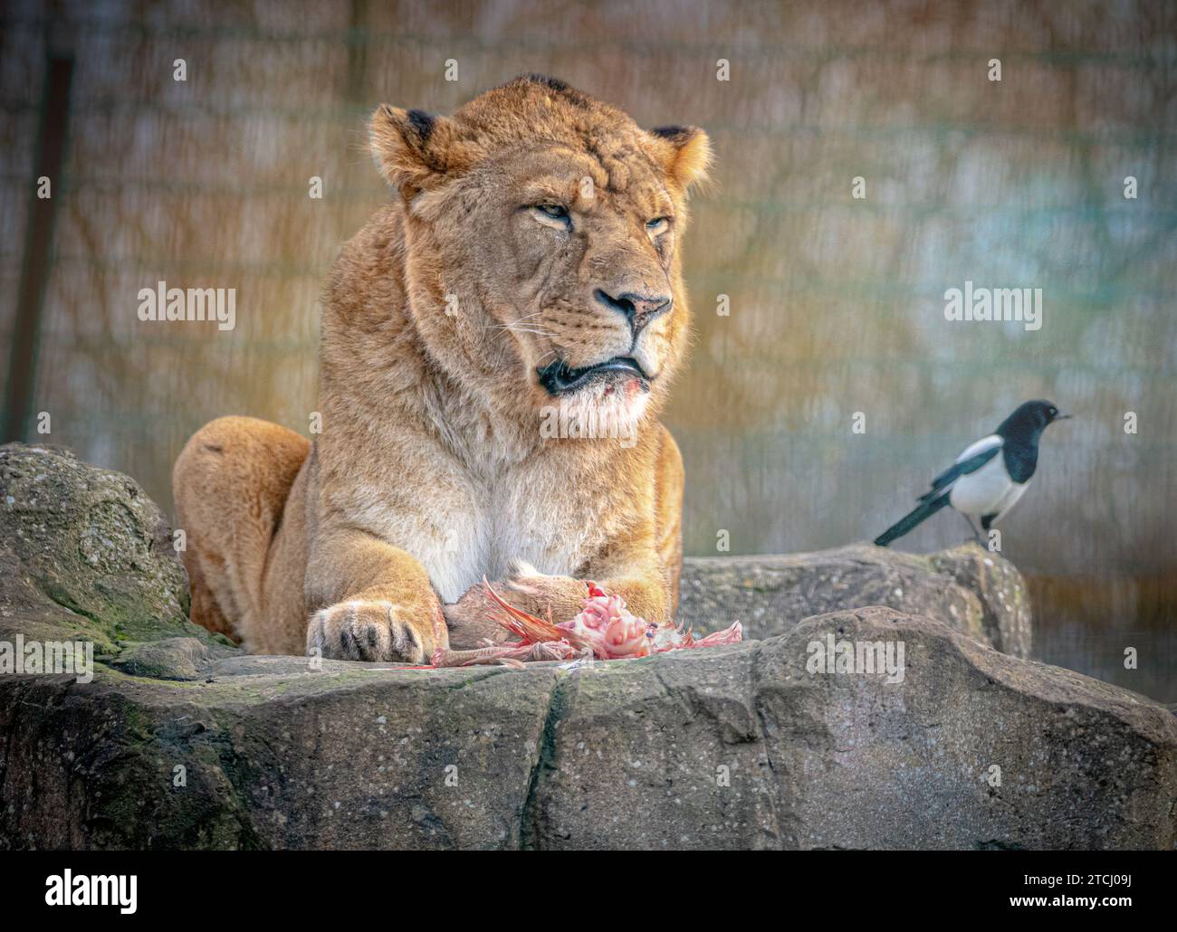 Khari eating what appears to be a birds carcass with a brave magpie ...