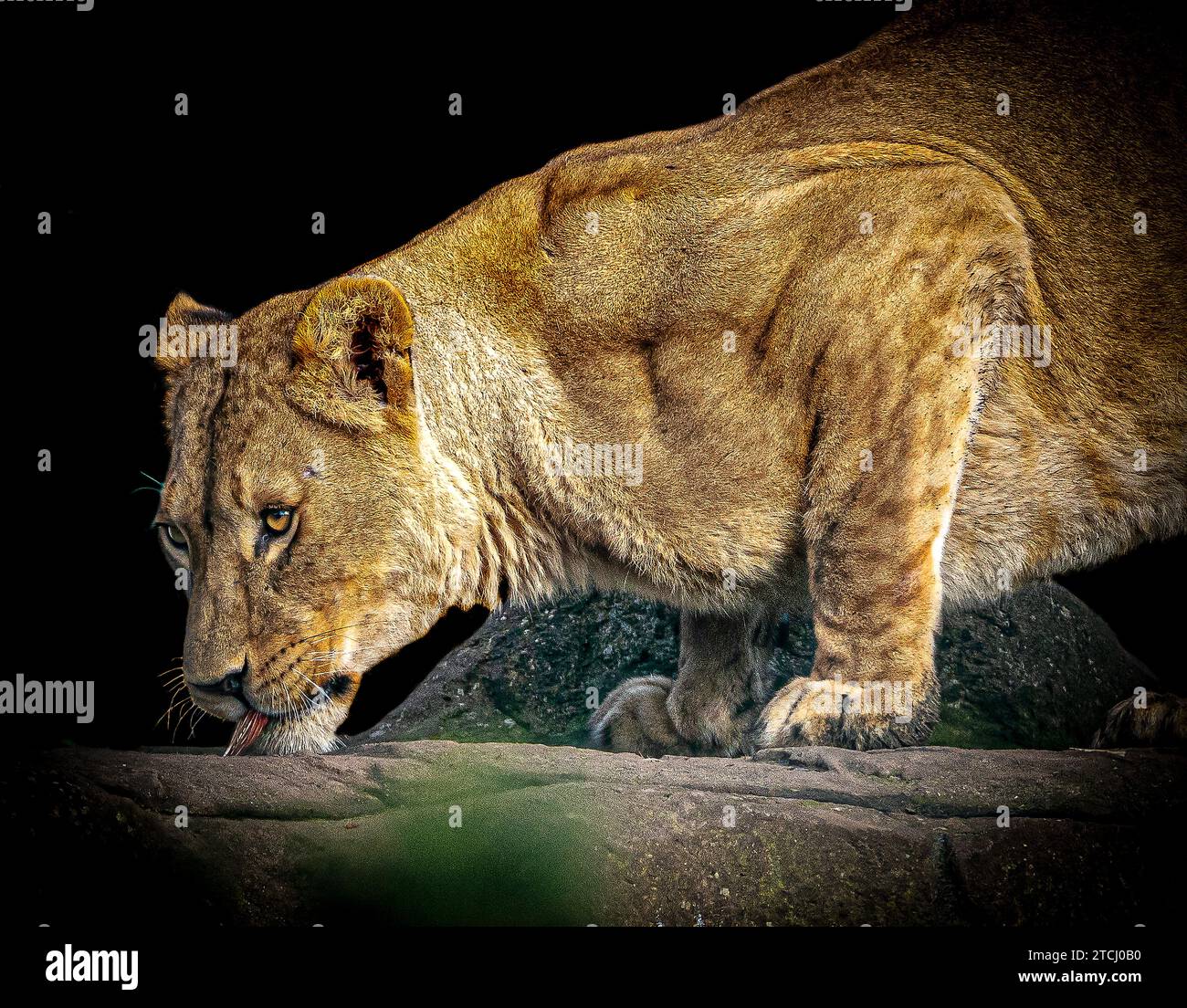 Hira had just a couple of the bird meals feather sticking out of her ...