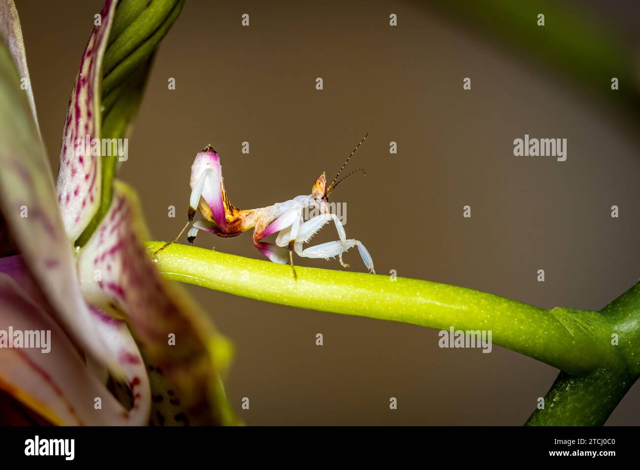 Orchid Mantis on a Pink Orchid Stock Photo - Alamy