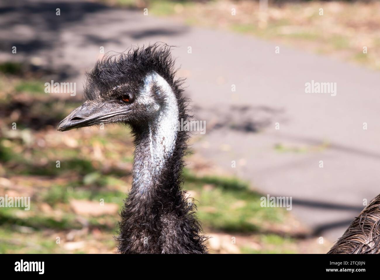 Emus are covered in primitive feathers that are dusky brown to grey ...