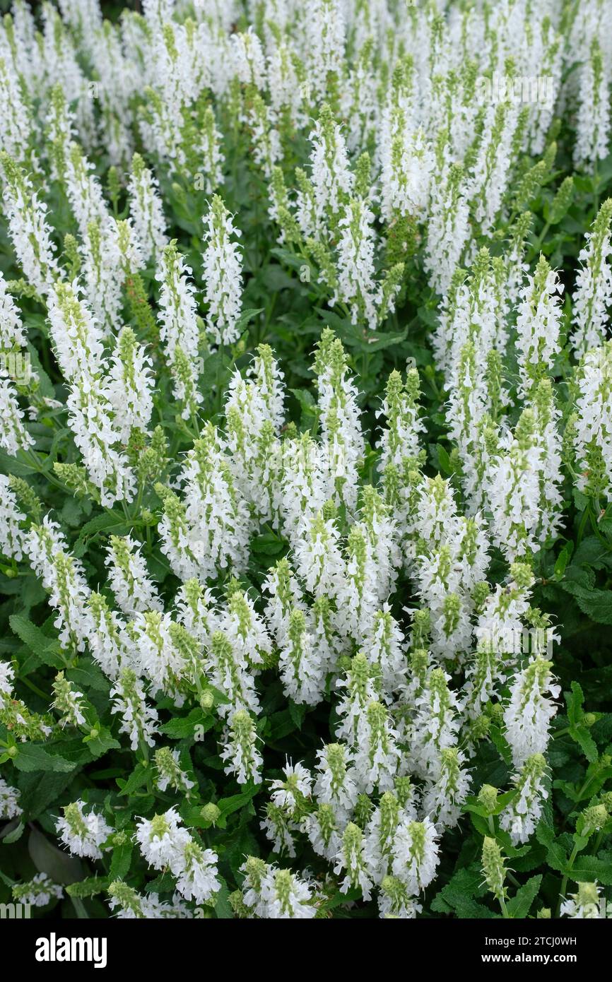 Salvia sylvestris Schneehugel, wood sage Schneehugel, Salvia nemorosa ...