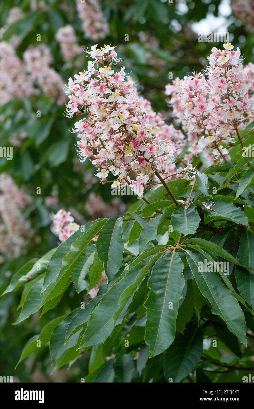 Indian horse hi-res stock photography and images - Alamy