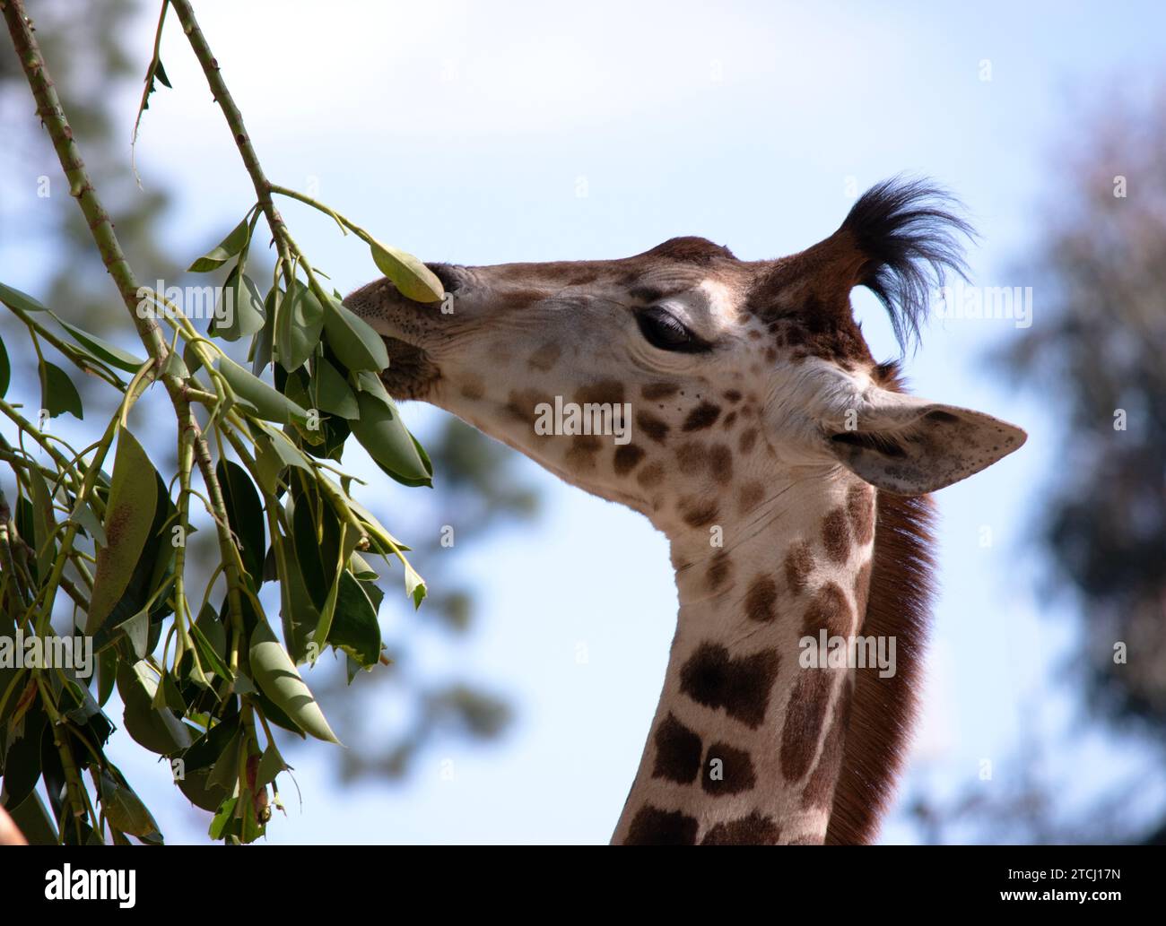 The giraffe is the tallest of all mammals. The legs and neck are ...