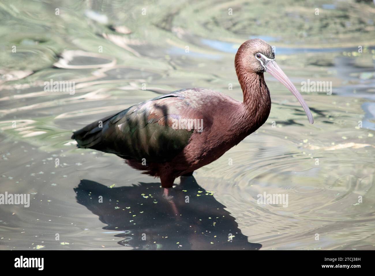 The glossy ibis neck is reddish-brown and the body is a bronze-brown ...