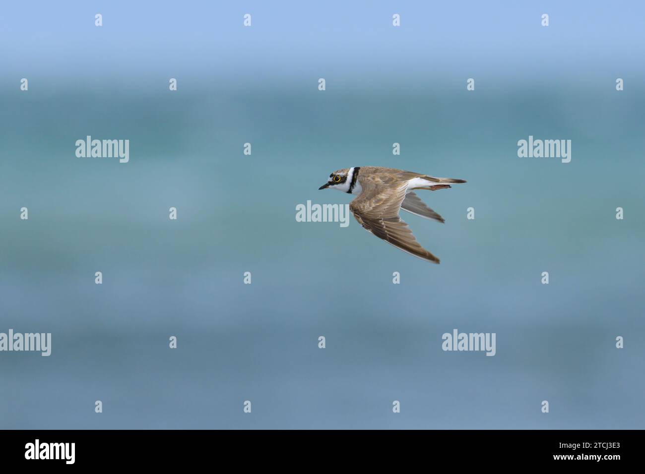 A Little Ringed Plover in flight on the beach, sunny day in summer ...