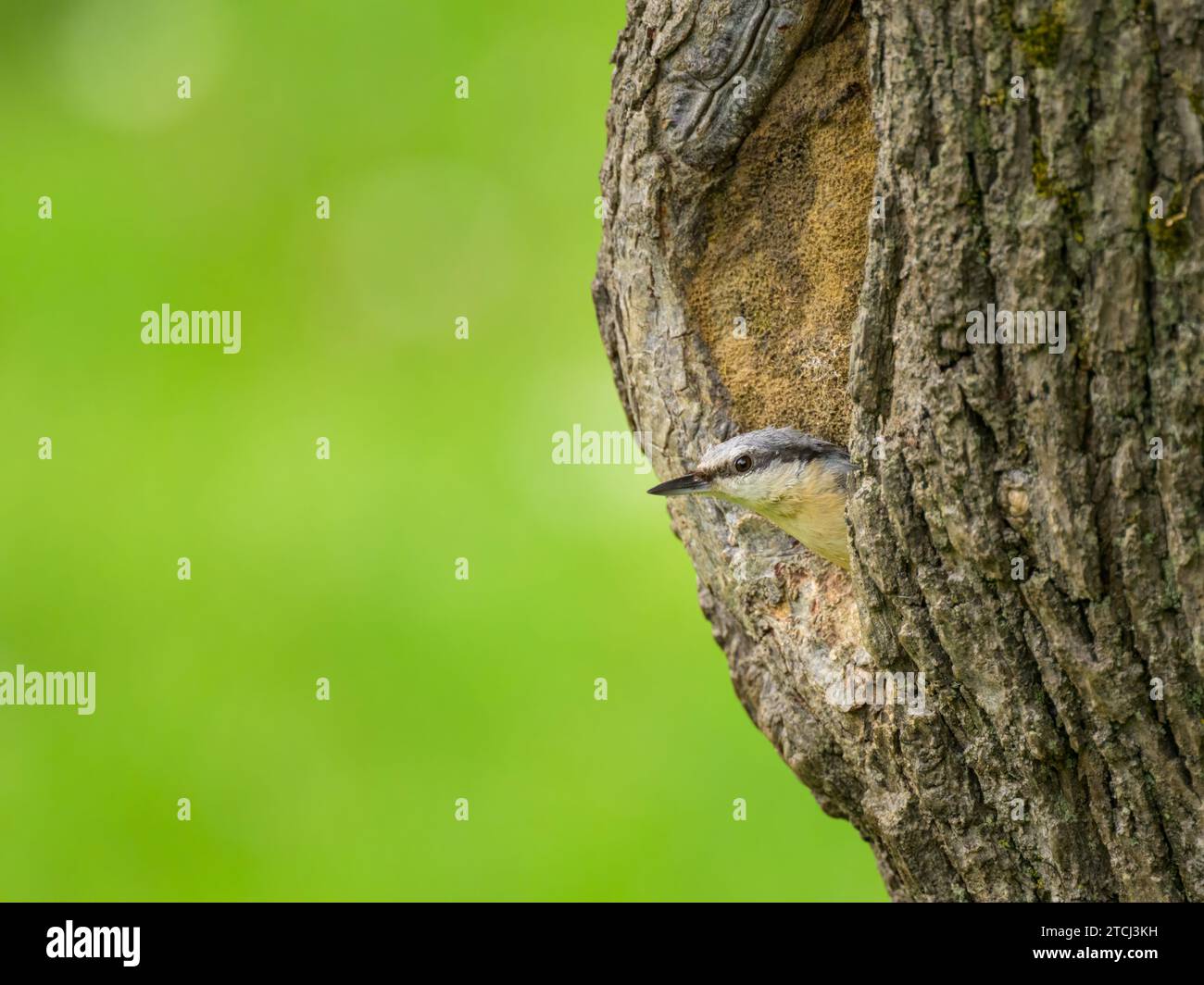 A Eurasian Nuthatch sitting on a tree in front of nest, cloudy morning ...