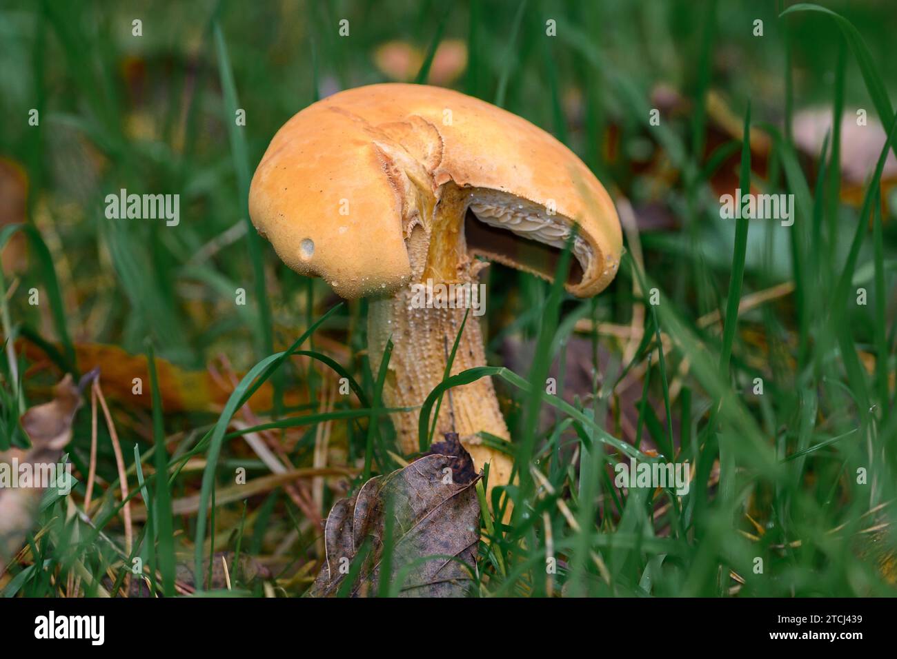 The yellow pine foot fungus (phaeolus schweinitzii) growing in a grassy ...
