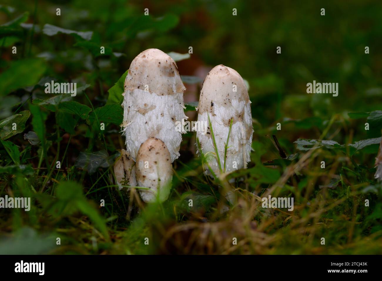 Ink fungus hi-res stock photography and images - Alamy