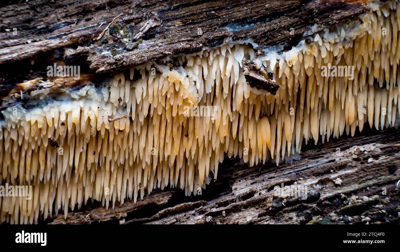 Radulomyces copelandii, a toothed fungus native to Asia, but invasive ...