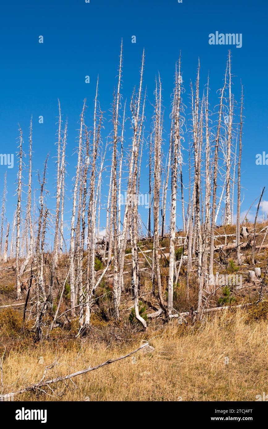 Burnt Lodge Pole Pine Trees in Glacier National Park Stock Photo - Alamy