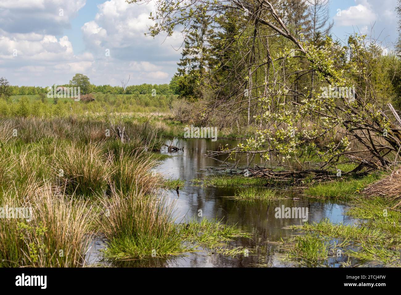Landscape swamp swamp near hi-res stock photography and images - Alamy