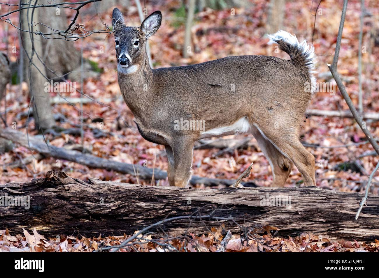 White-tailed deer (Odocoileus virginianus) from Bhul Park, Sharon ...