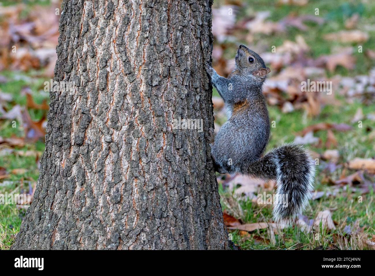 Eastern gray squirrel (Sciurus carolinensis) from Bhul Park, Sharon ...