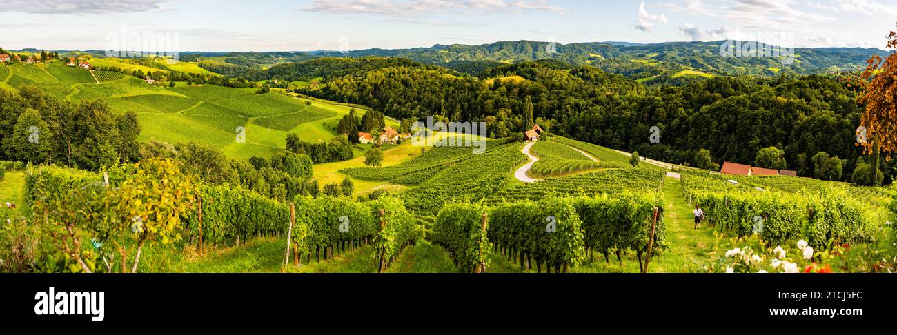 Panorama view of Slovenian Vineyards in summer in south Styria, Austria ...