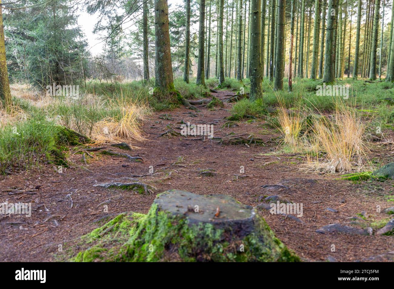 Highland forest trail hi-res stock photography and images - Alamy