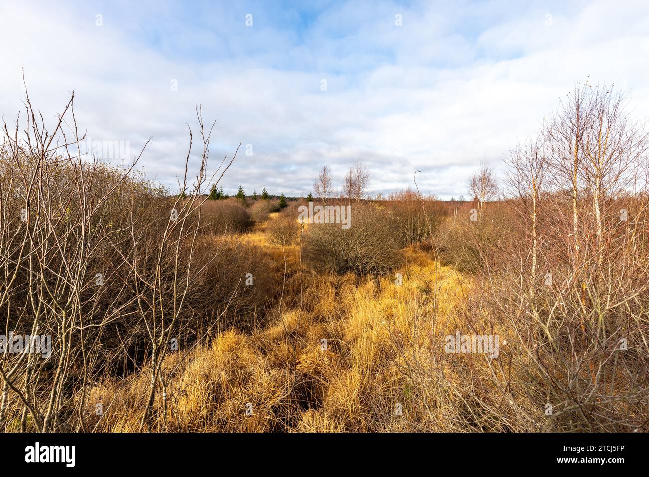 Colorful landscape in the High Fens in Belgium in autunm Stock Photo ...