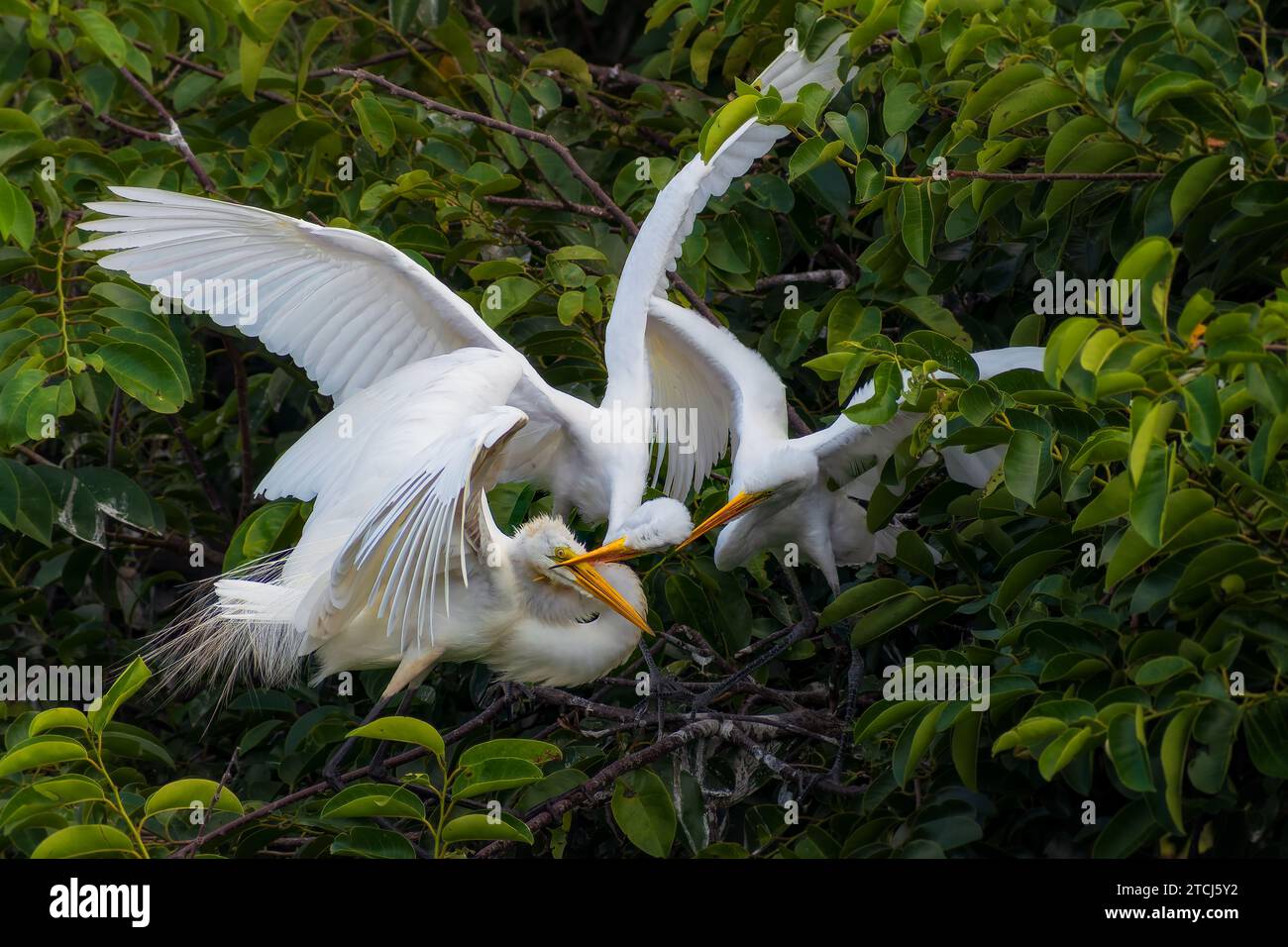 The three Great Egrets (Ardea alba) fighting in a lush, green ...