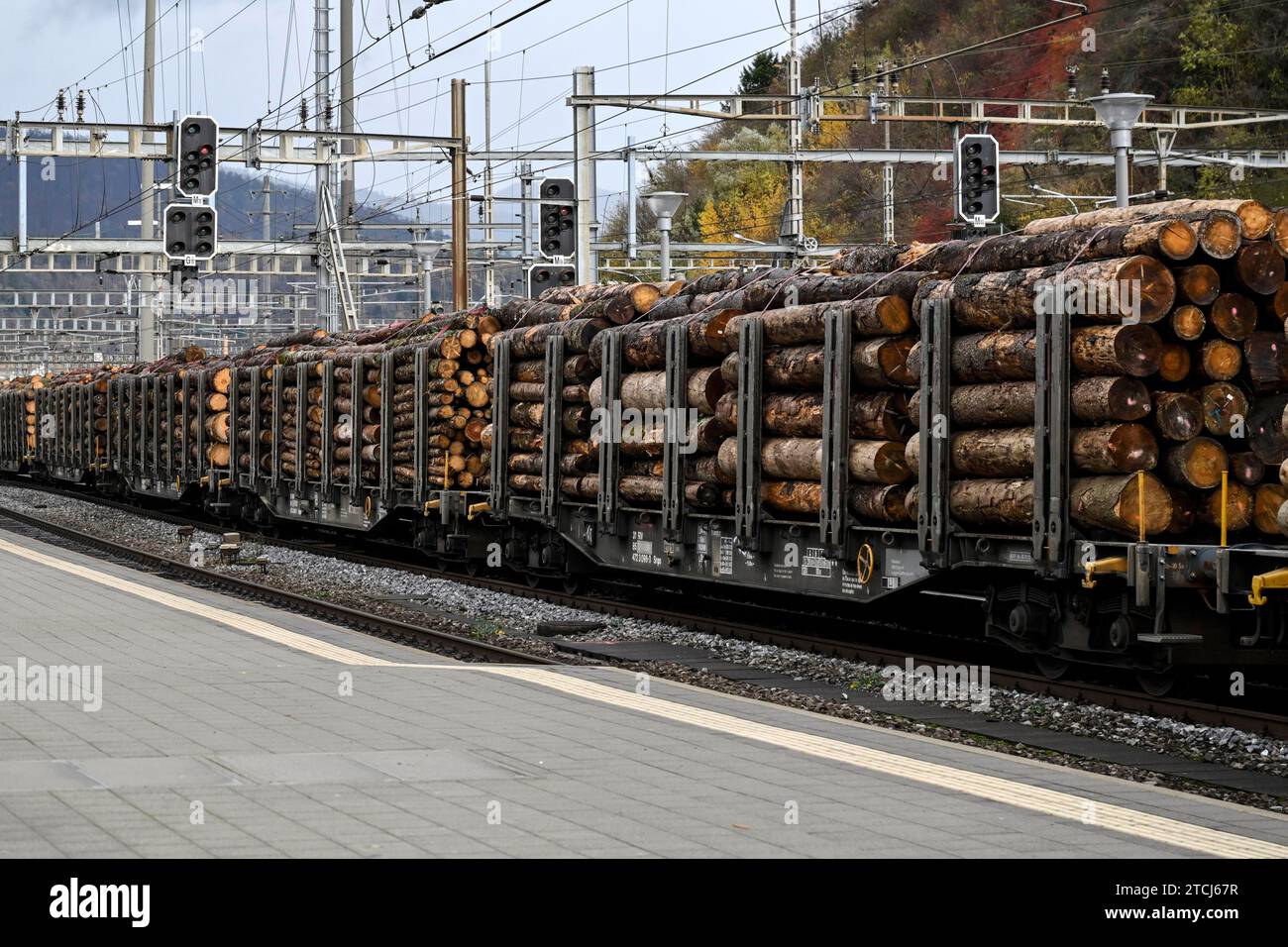 Rail freight transport Round timber SBB Cargo International Stock Photo ...