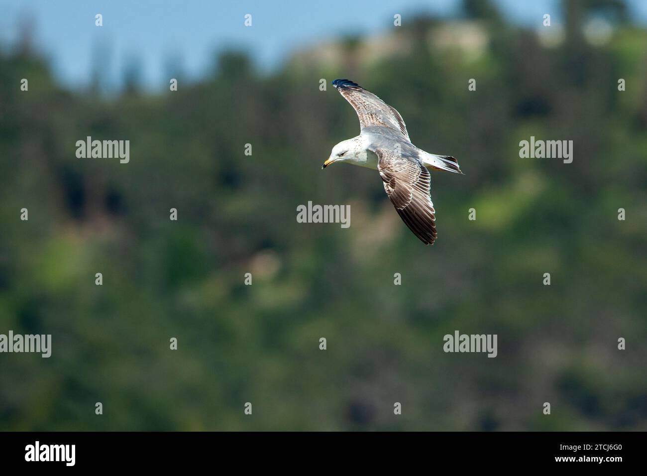 Larus armenicus hi-res stock photography and images - Alamy