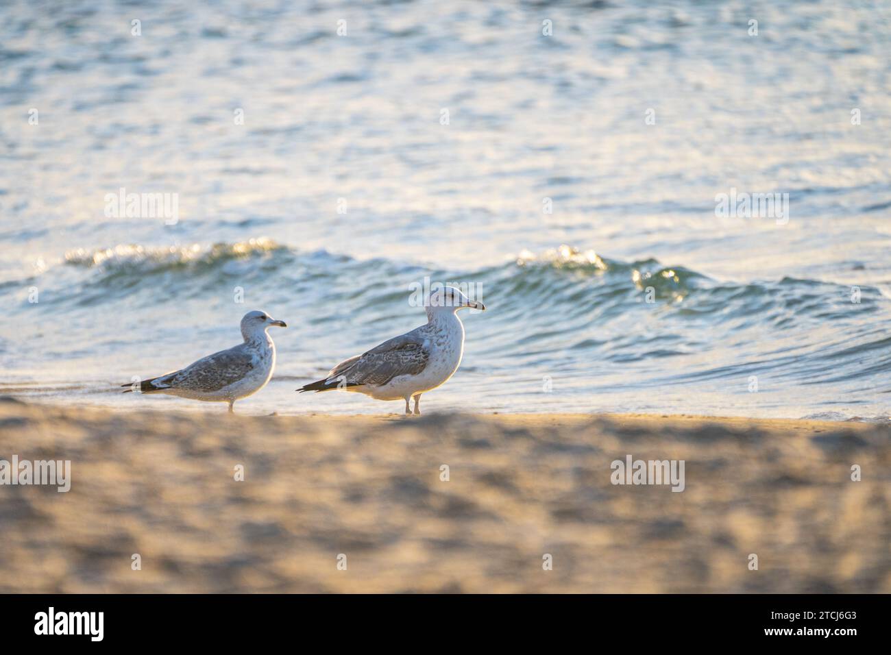 Larus armenicus hi-res stock photography and images - Alamy