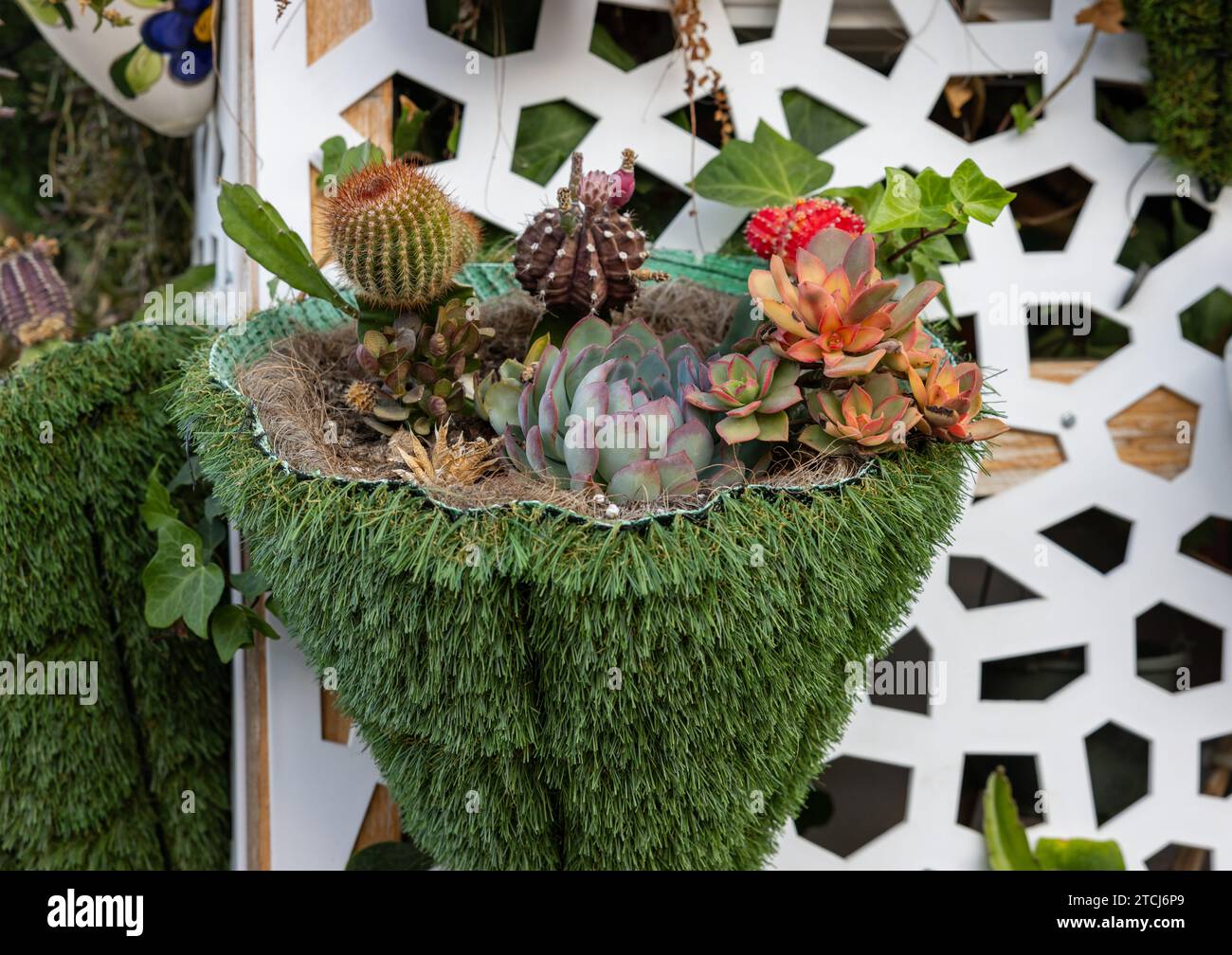 Floristic composition of cacti and sedum on the promenade in ...