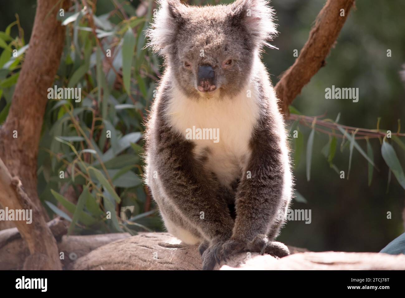 the Koala has a large round head, big furry ears and big black nose ...