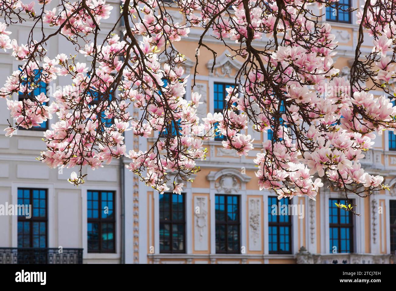 Residential Palace in spring. Large parts of the Residenzschloss in Dresden have already been ...