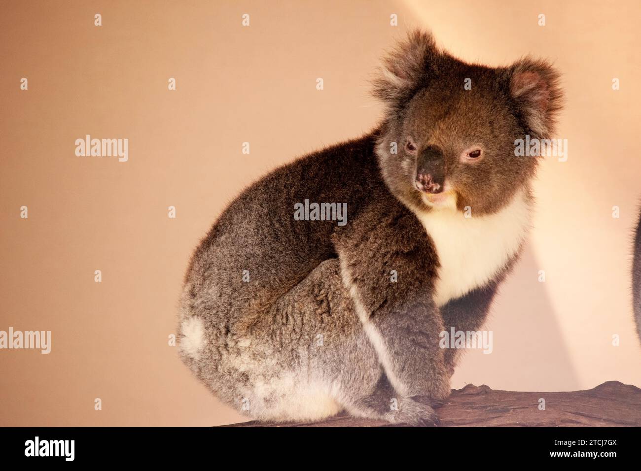 the Koala has a large round head, big furry ears and big black nose ...