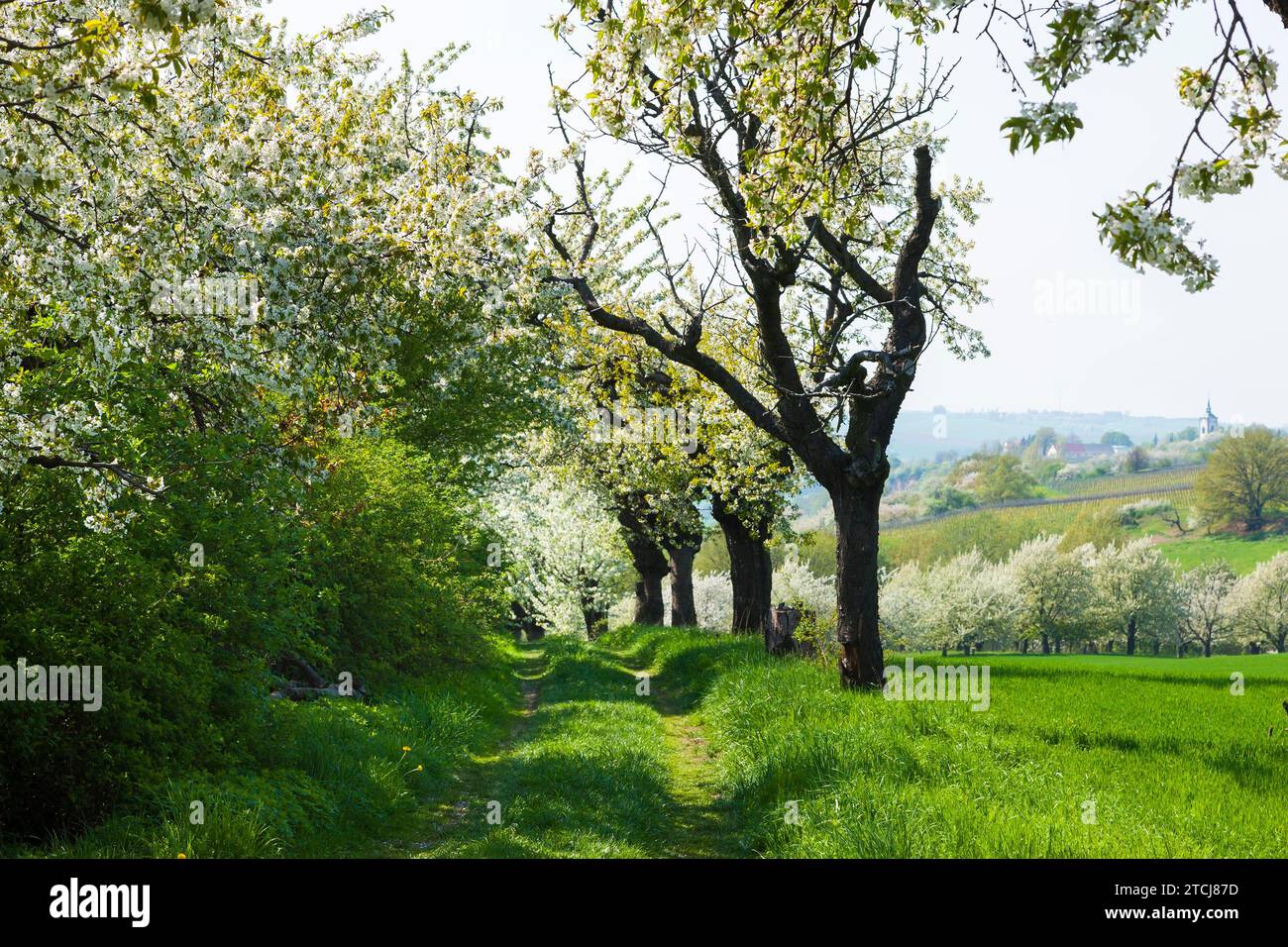 Spring in a carp tavern near Meissen Stock Photo - Alamy
