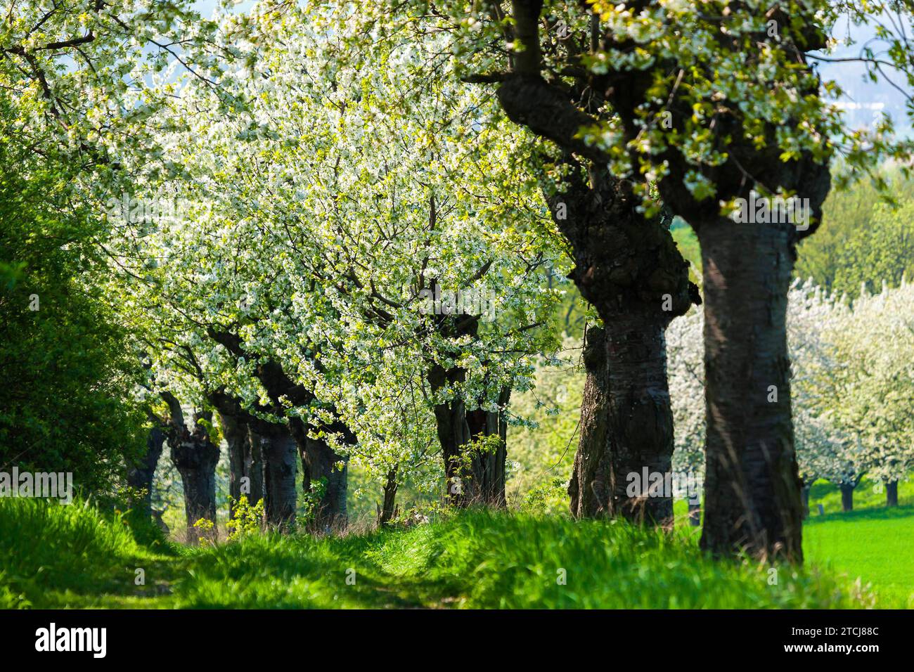 Spring in a carp tavern near Meissen Stock Photo - Alamy